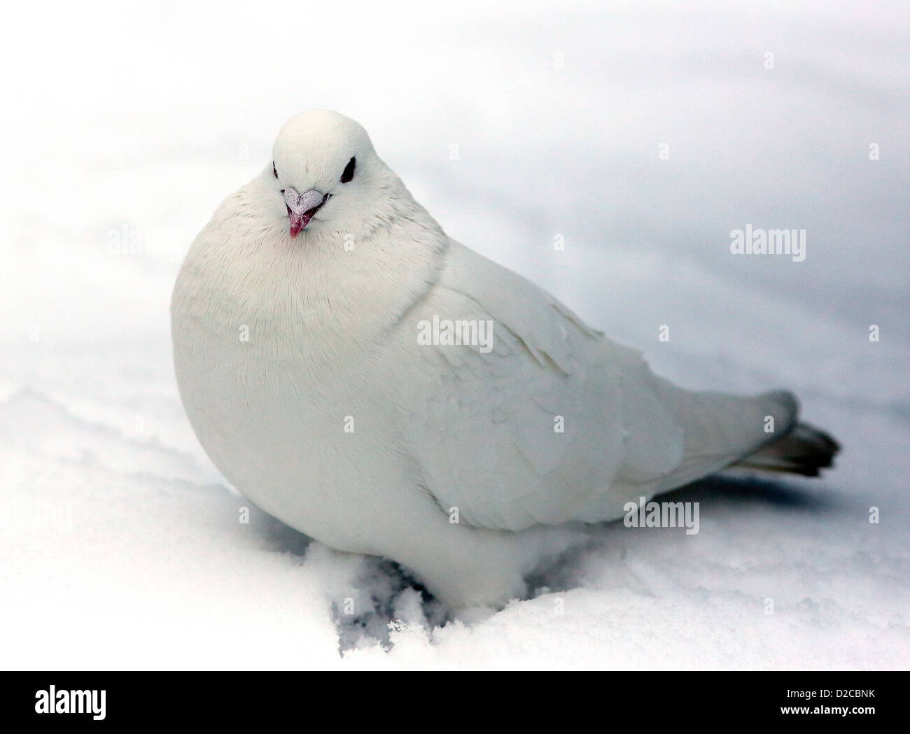 Snow white pigeon hi-res stock photography and images - Alamy