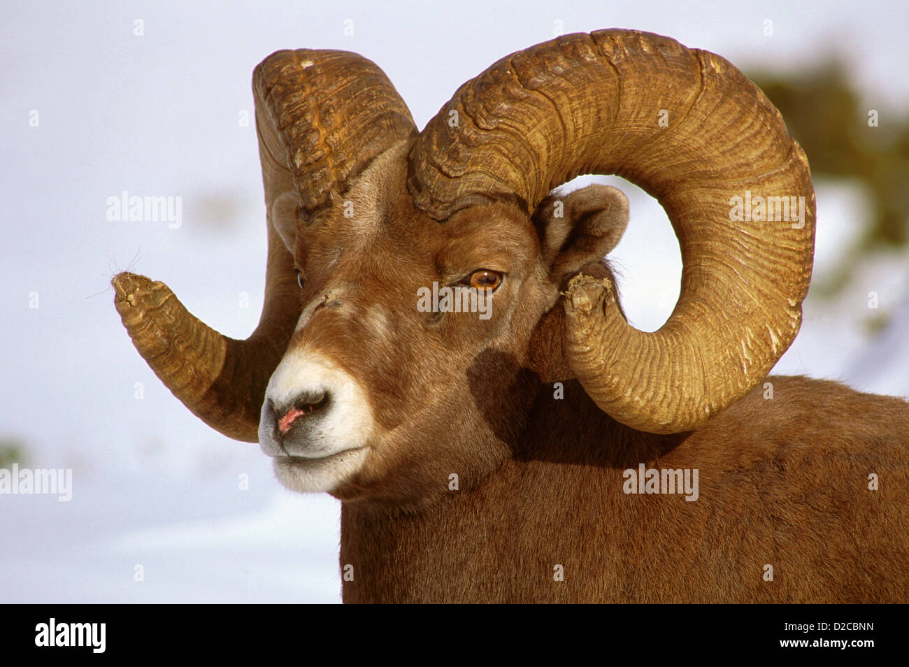 Bighorn ram nature animals mammals horned mountain goat hi-res stock ...