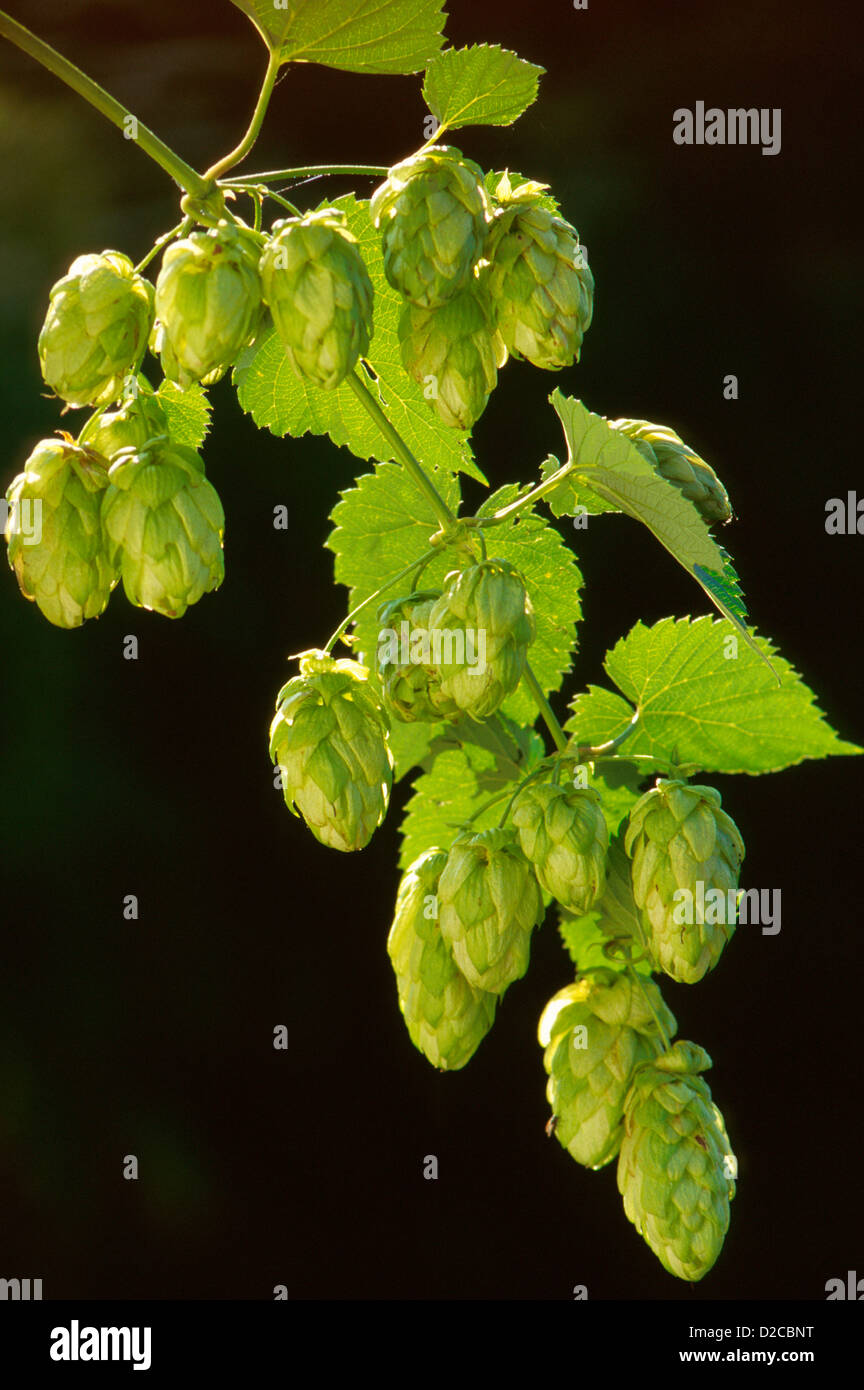 With hops hi-res stock photography and images - Alamy