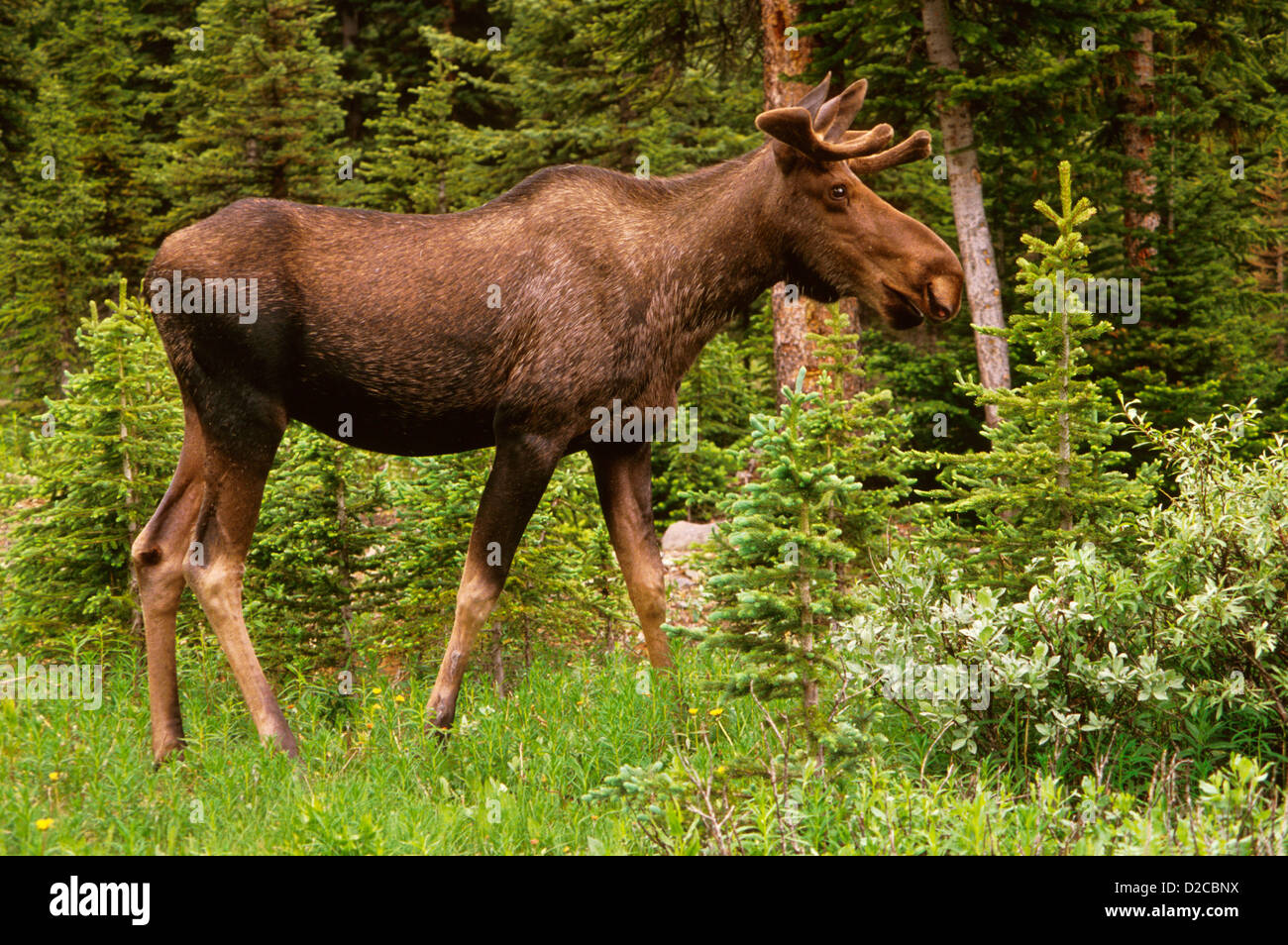 Adult bull moose nature animals mammals horned moose hi-res stock ...