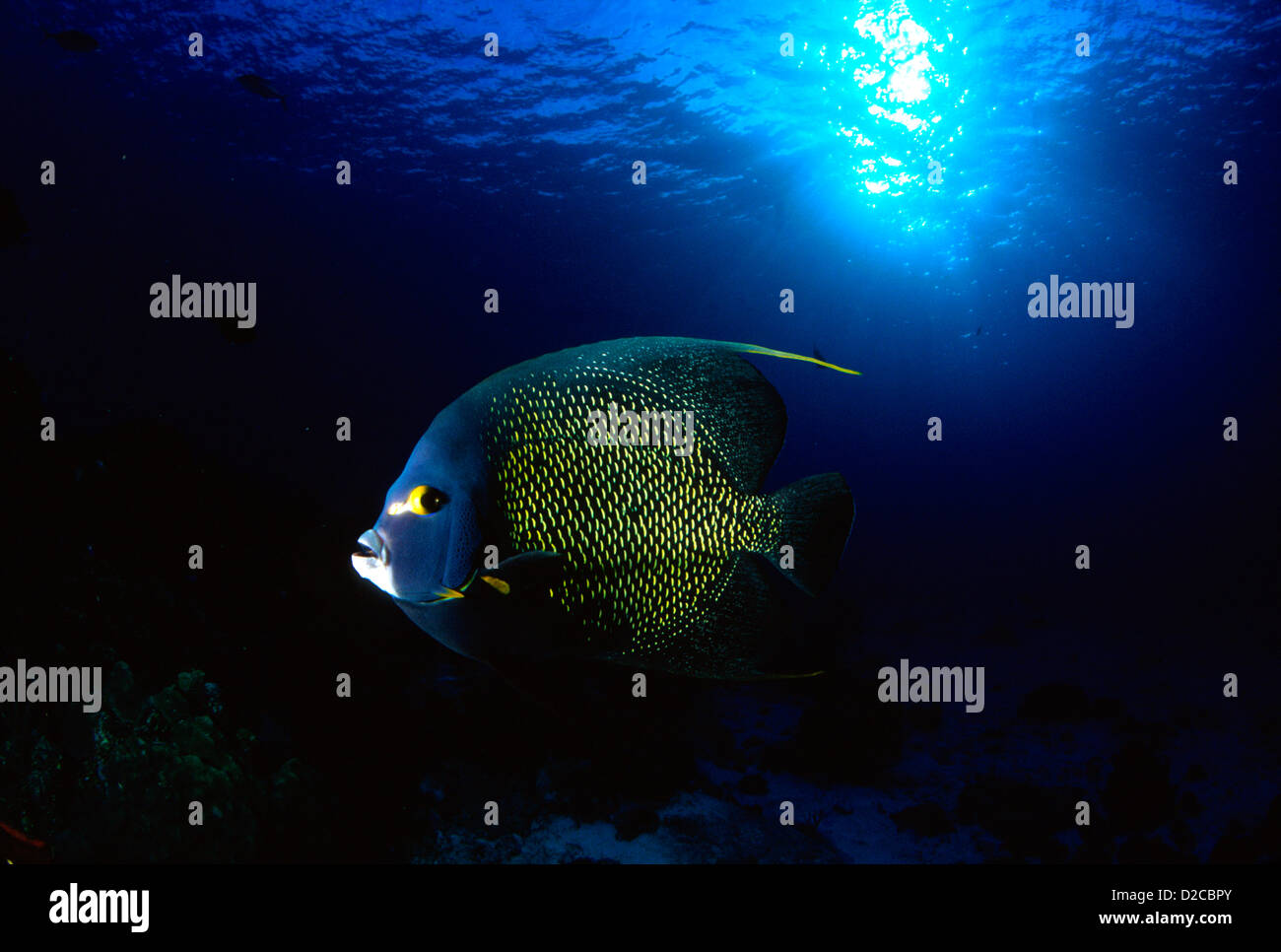 Fish angel hi-res stock photography and images - Alamy