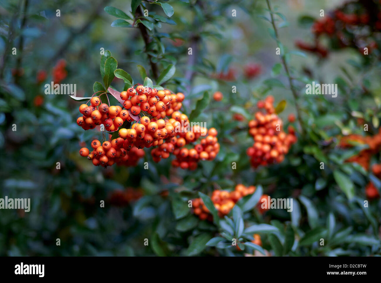 Oelweidengewaechs orange hi-res stock photography and images - Alamy
