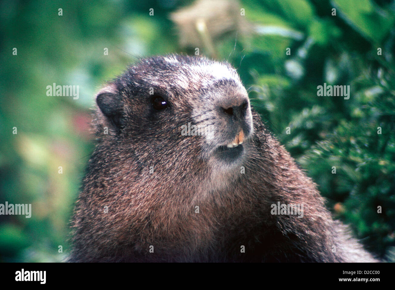 Rabbit weasel hi-res stock photography and images - Alamy