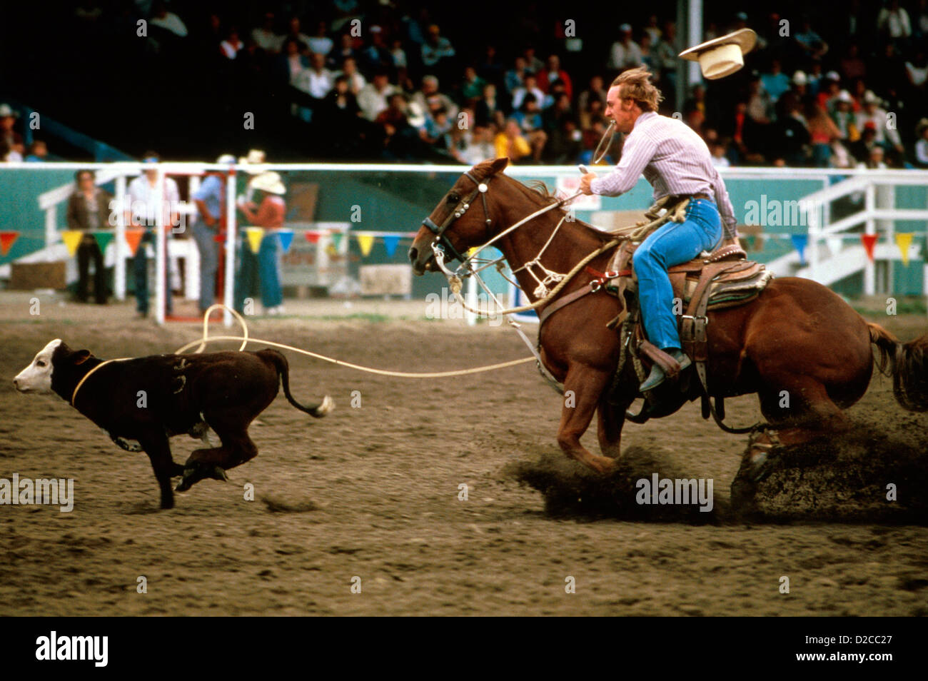 Rodeo calf roping event sports hi-res stock photography and images - Alamy