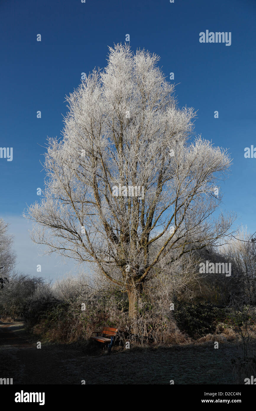 Cold comfort tree and seat under Stock Photo - Alamy