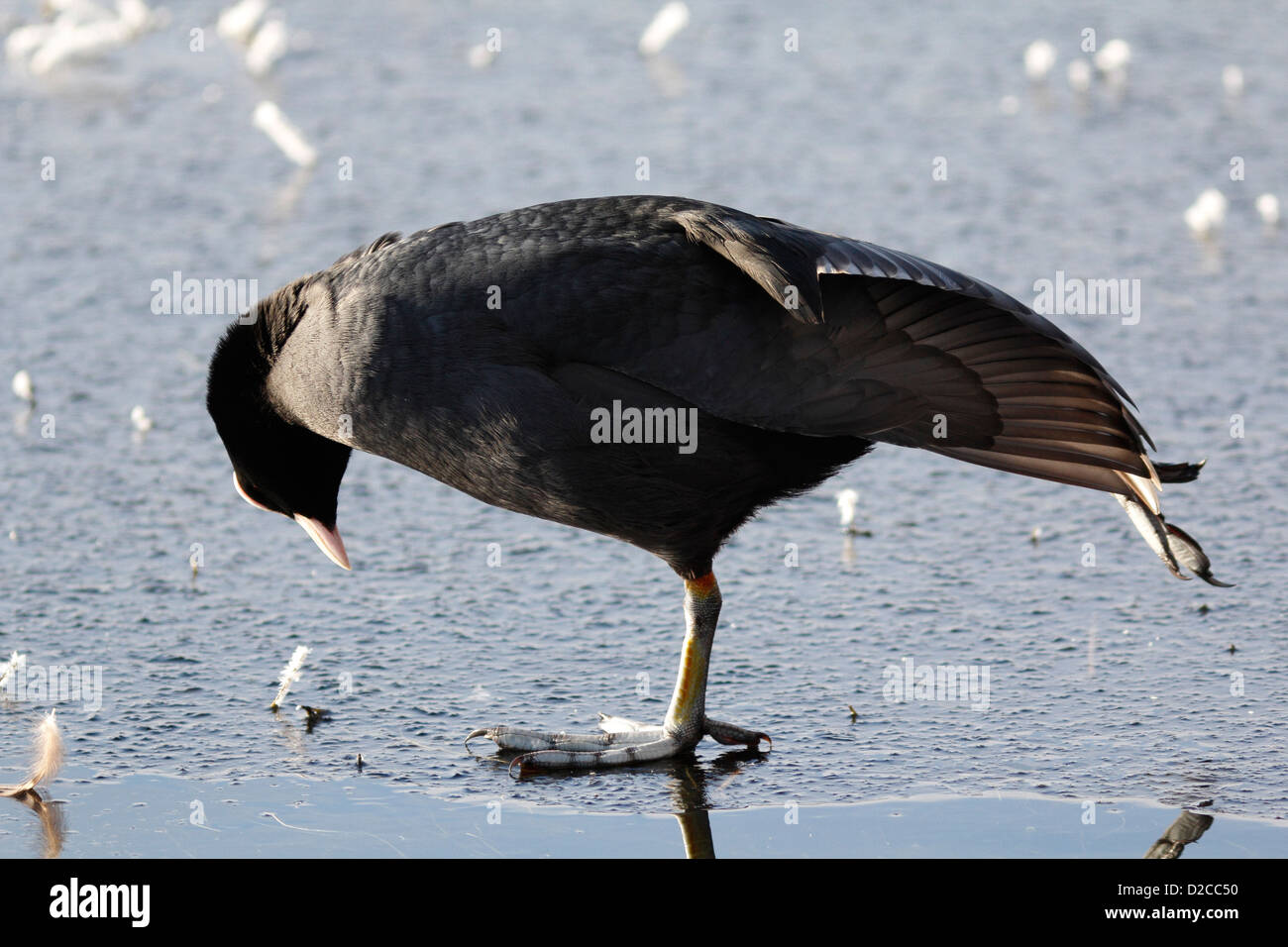 Ice Wing High Resolution Stock Photography and Images - Alamy