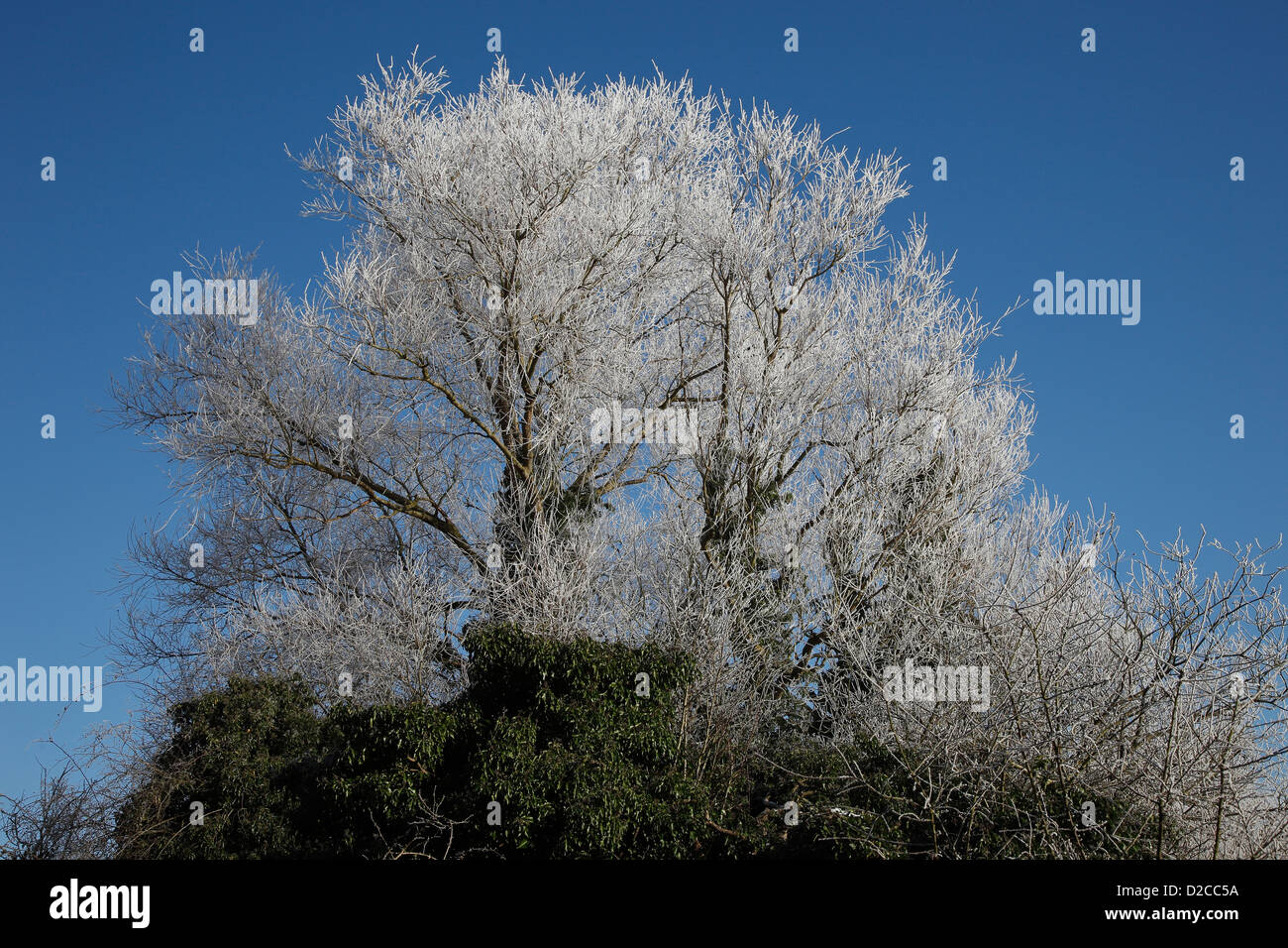Tree with frost hi-res stock photography and images - Alamy