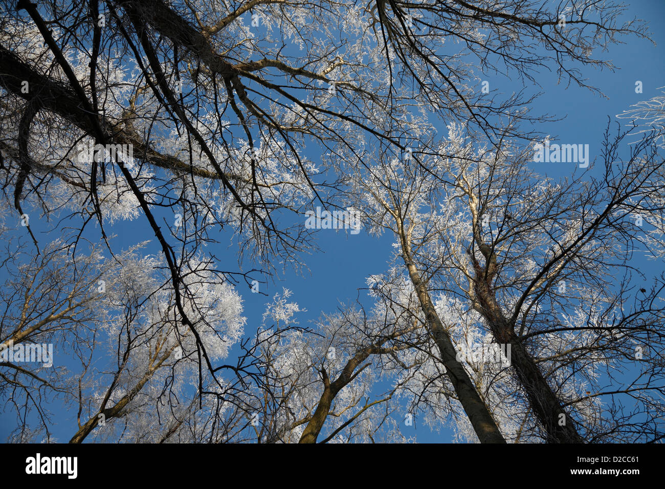 Looking up into the treetops hi-res stock photography and images - Alamy