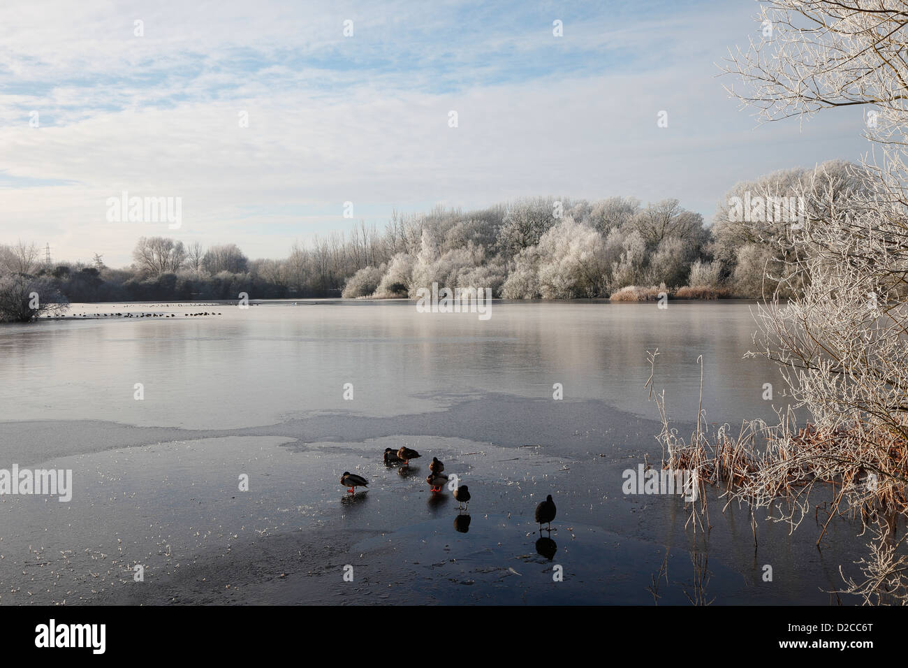Cold waterfowl hi-res stock photography and images - Alamy