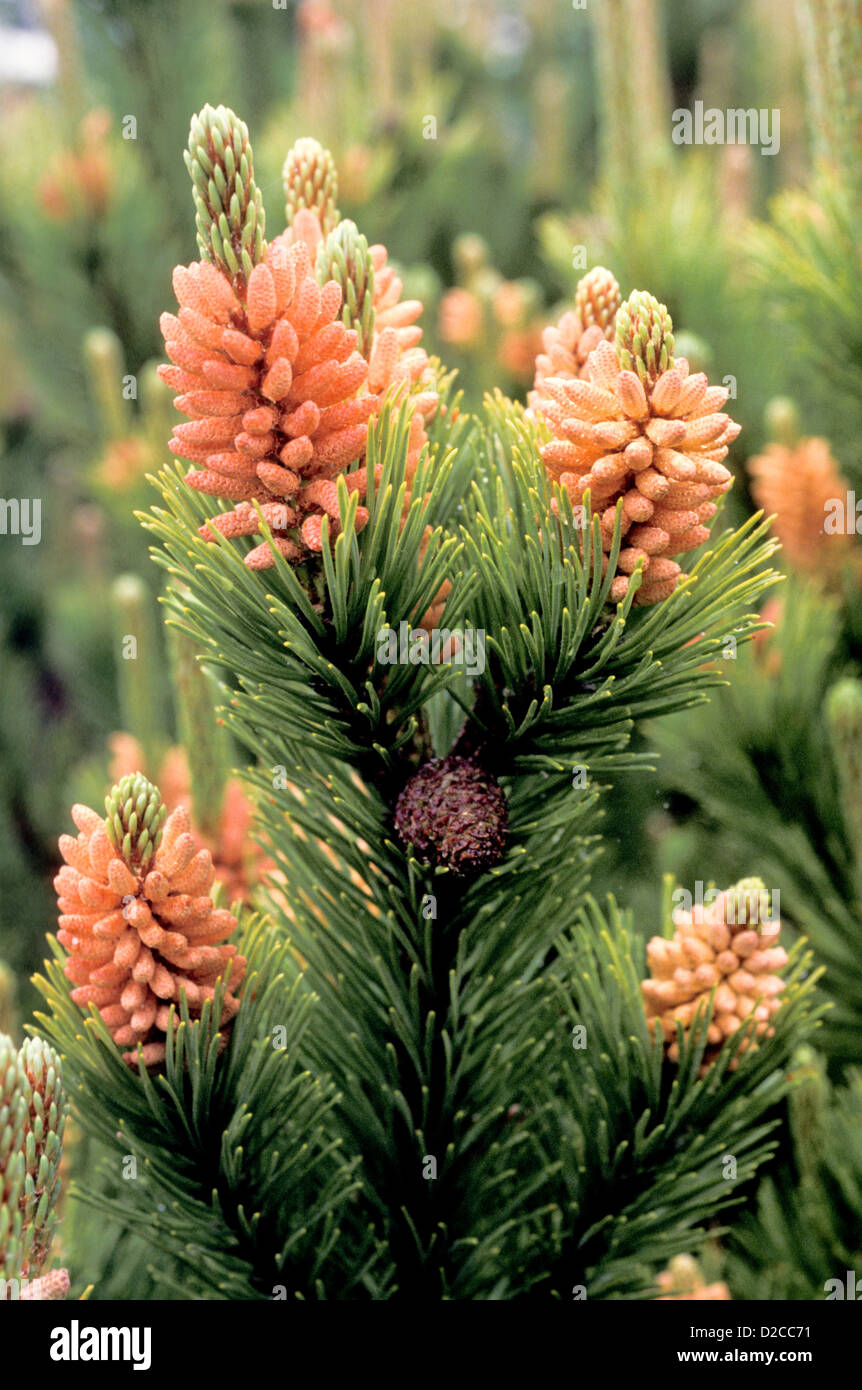 Conifers coniferous trees hi-res stock photography and images - Alamy