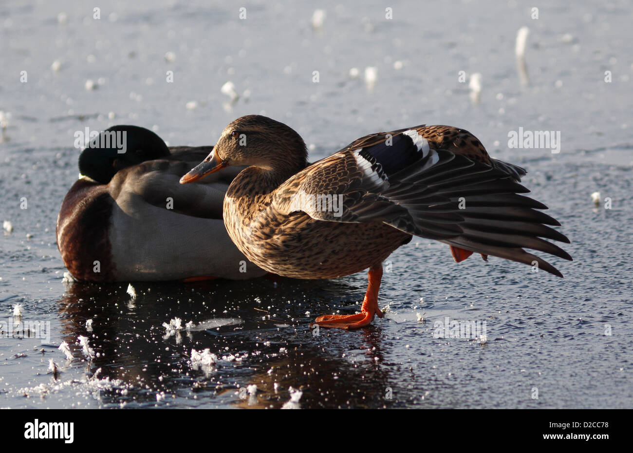 Mallard stretching wing Milton Cambridgeshire Stock Photo - Alamy