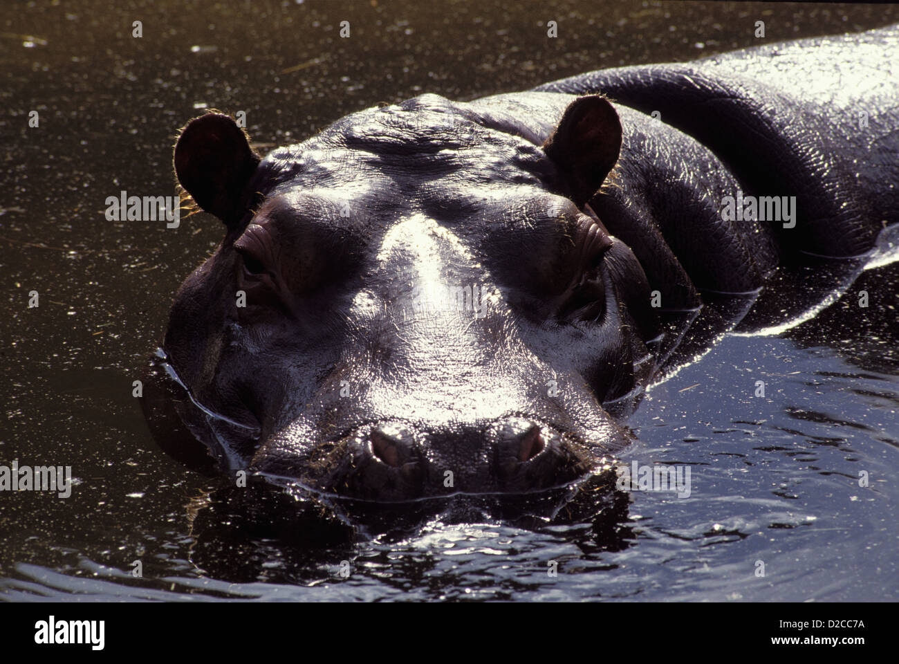 Rhino and hippo hi-res stock photography and images - Alamy