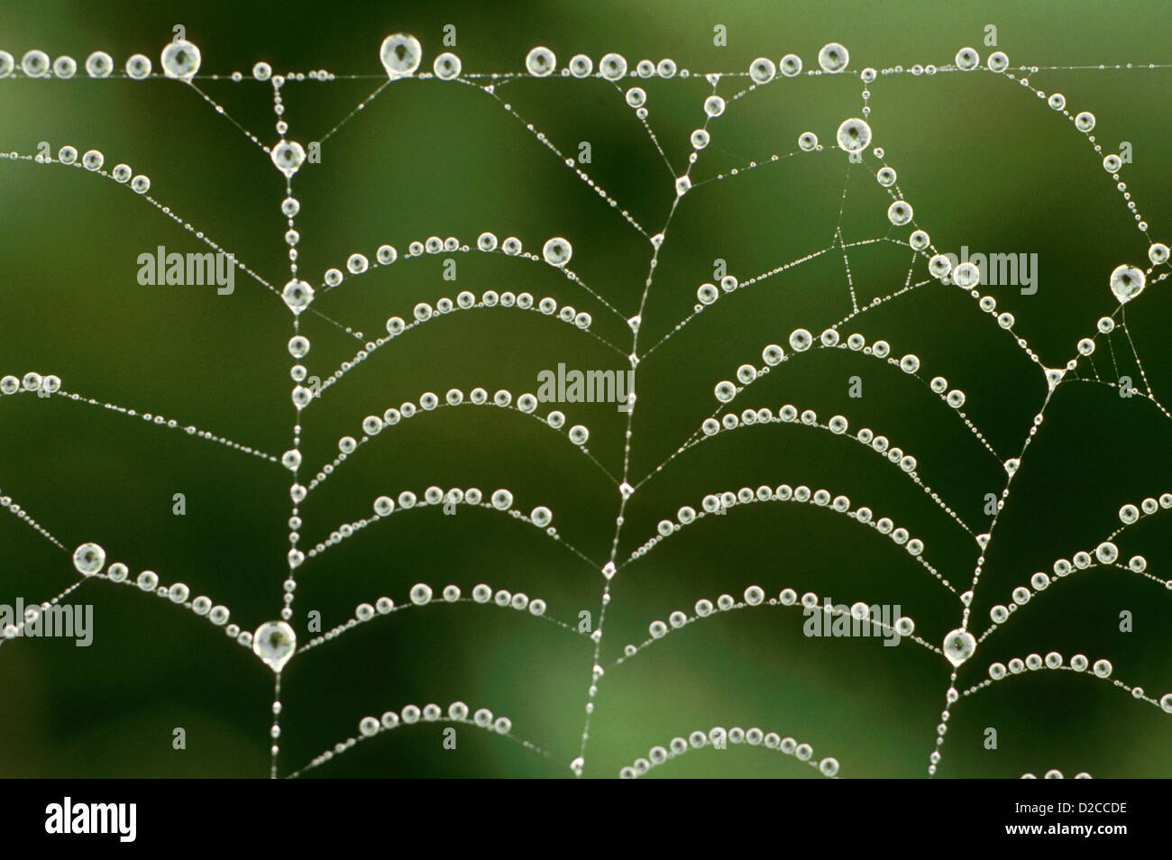 Square spiders hi-res stock photography and images - Alamy