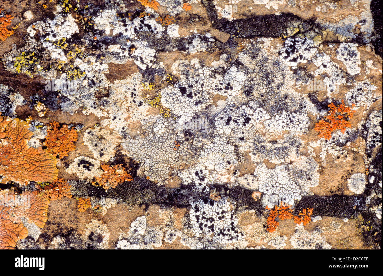 Plants algae hi-res stock photography and images - Alamy