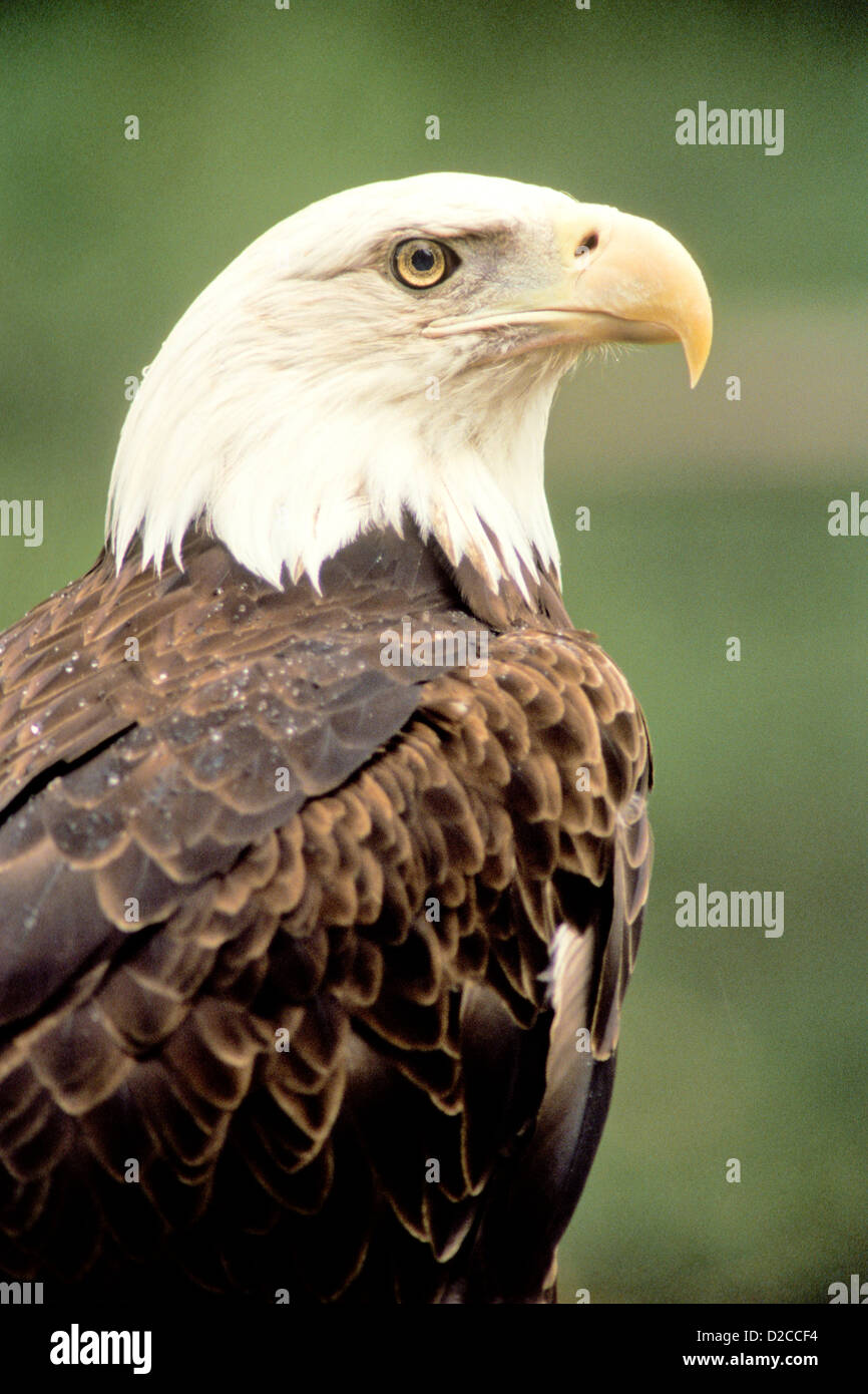 Eagle black white hi-res stock photography and images - Alamy