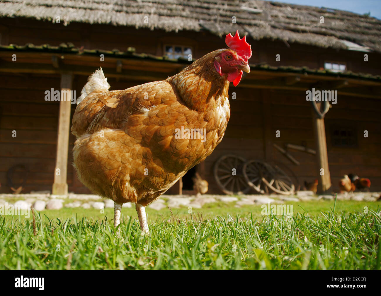 Corral Hen High Resolution Stock Photography and Images - Alamy
