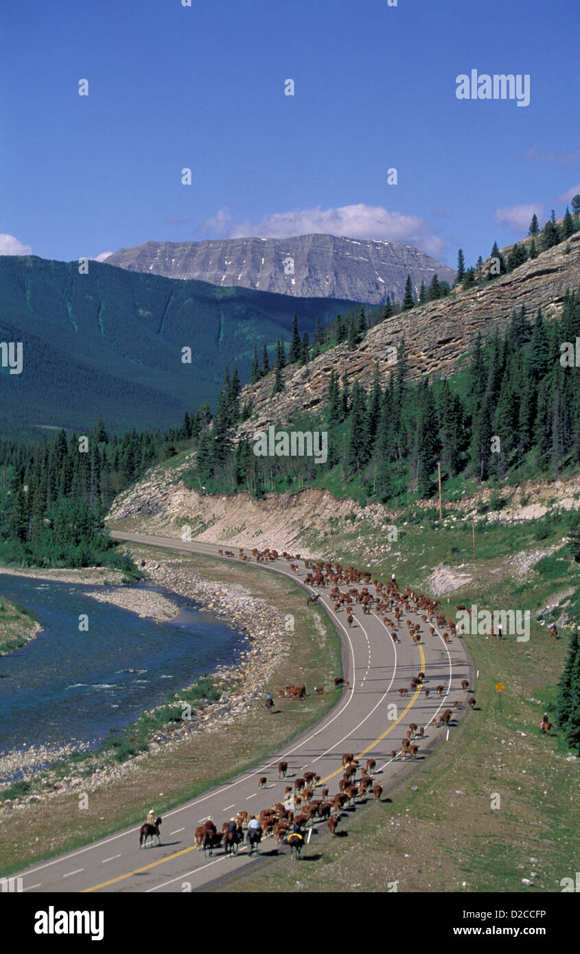 Animals cattle hi-res stock photography and images - Alamy