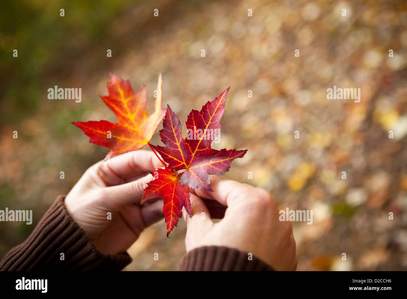 Woman's hands holding autumn leaves during a forestal walk Stock Photo ...