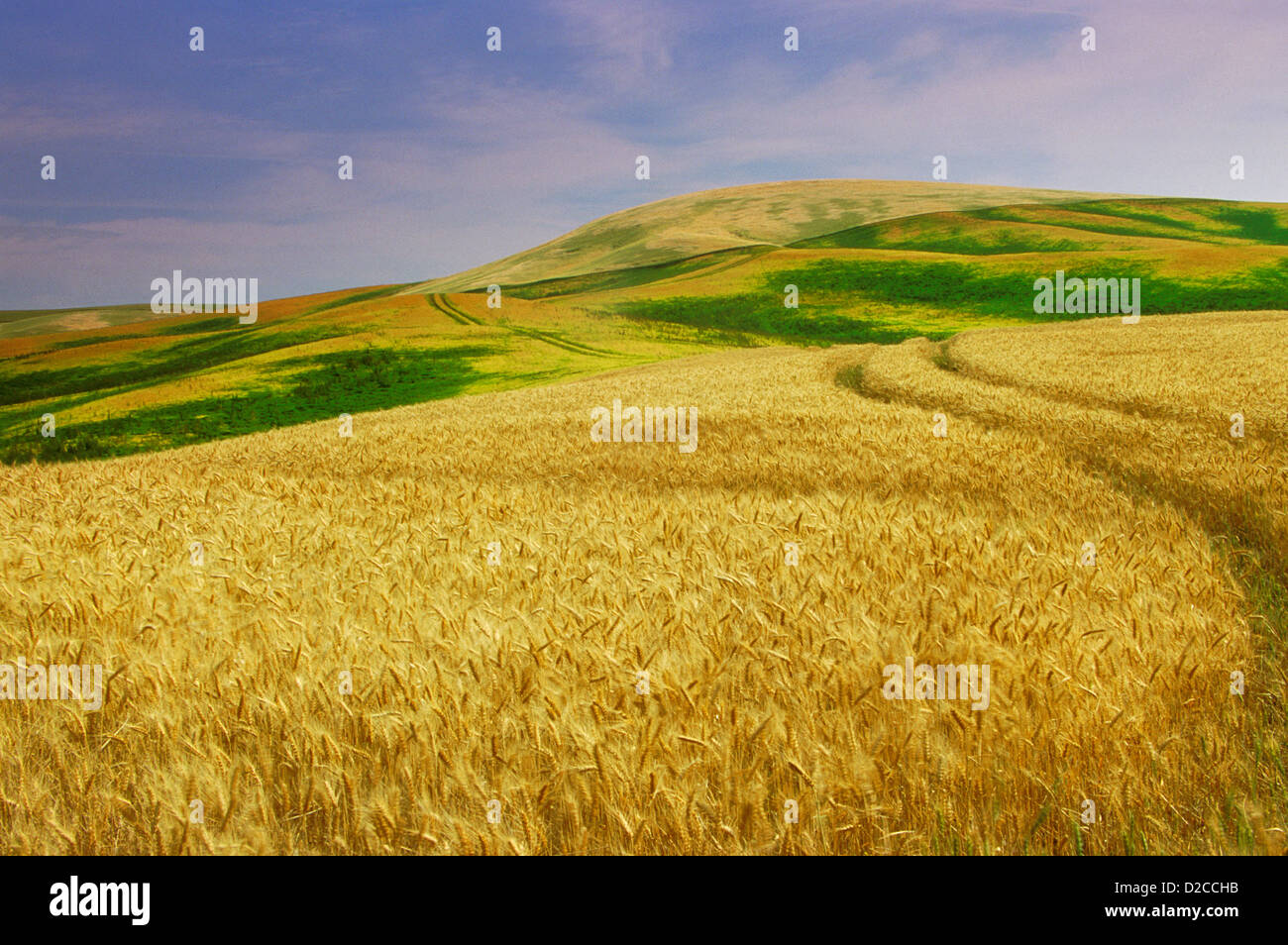 Grains landscape color field grain hill hills rolling wheat hi-res ...