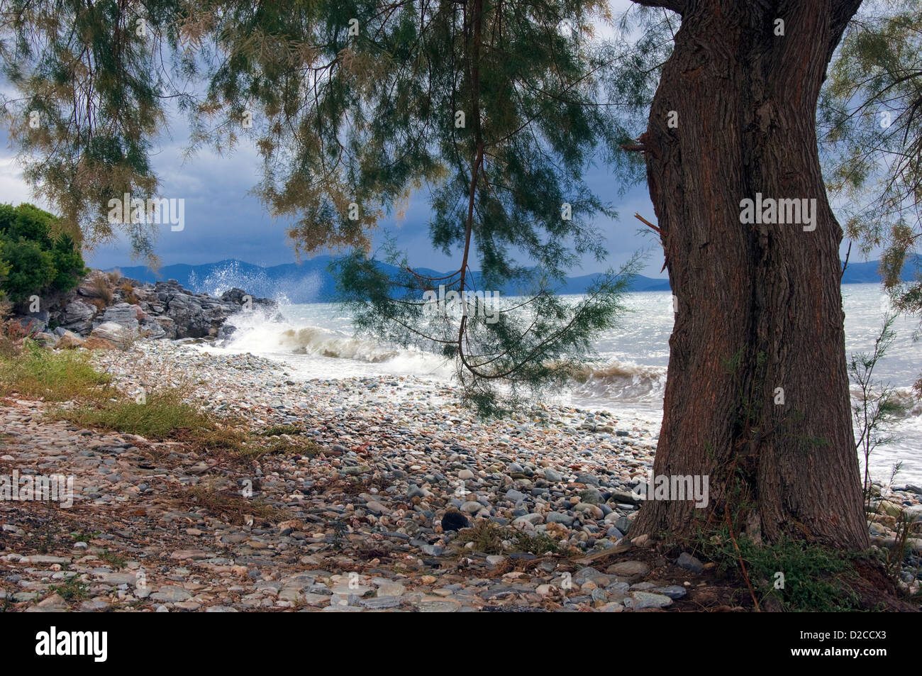 Tamarisk tree hi-res stock photography and images - Alamy