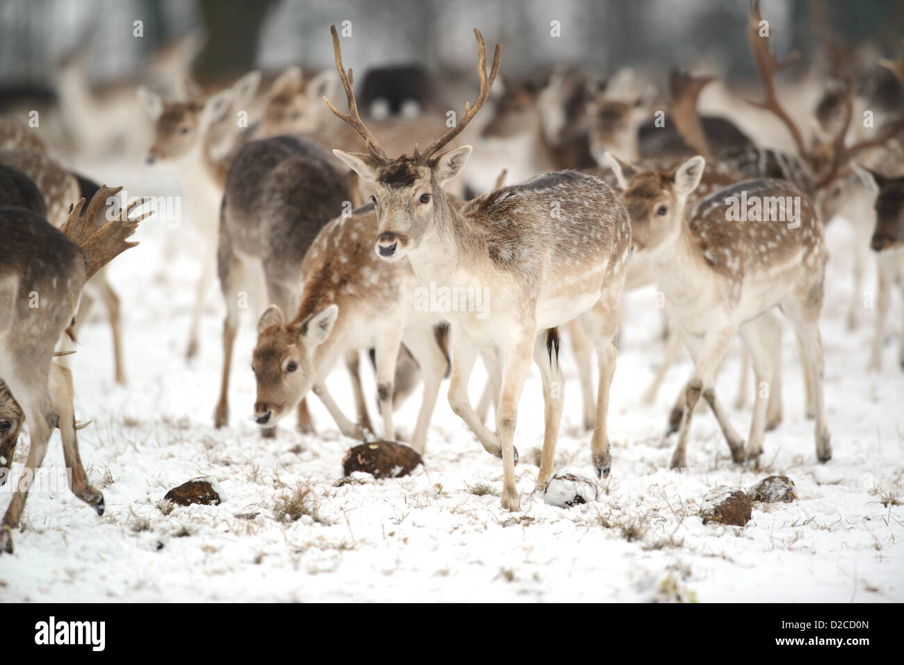 Deer fodder hi-res stock photography and images - Alamy