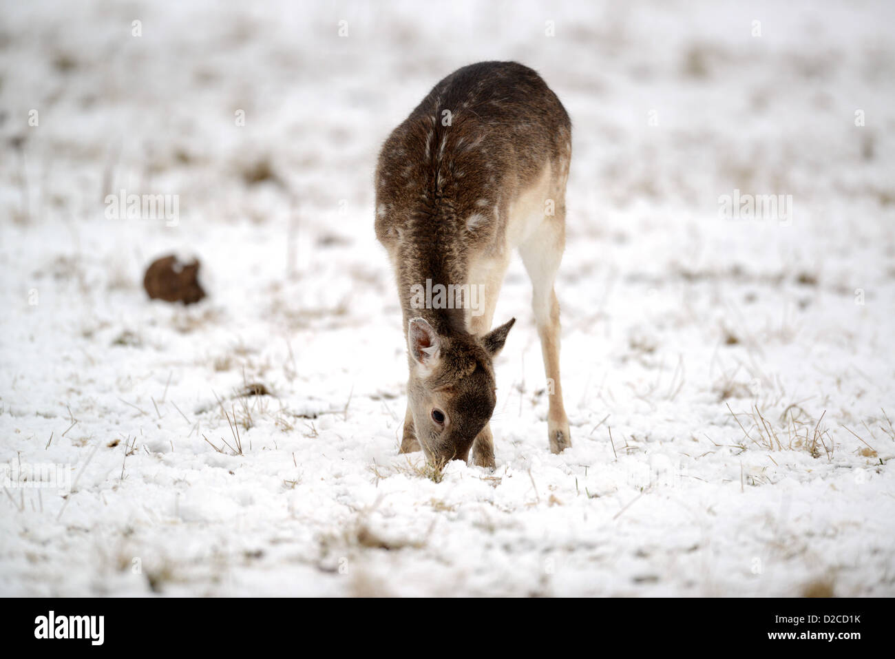 A young Fallow deer foraging for food in the snow at Attingham Park in ...