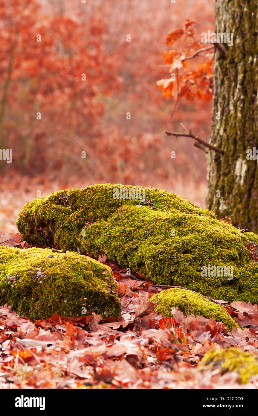 Forest scene in autumn Stock Photo - Alamy