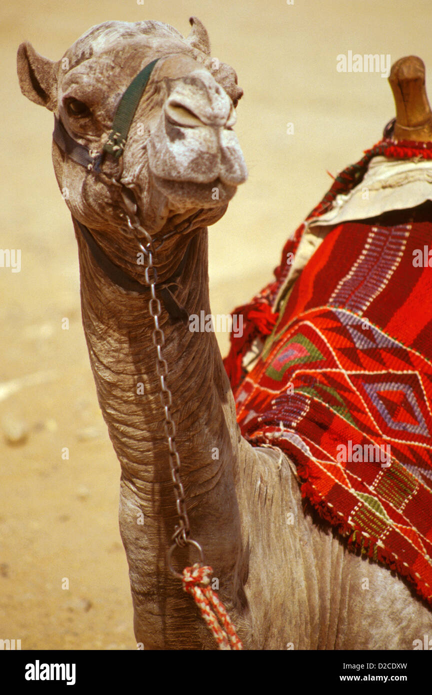 Egypt portrait hi-res stock photography and images - Alamy