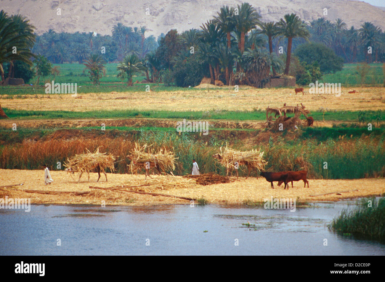 Ancient Egypt Nile River Farm
