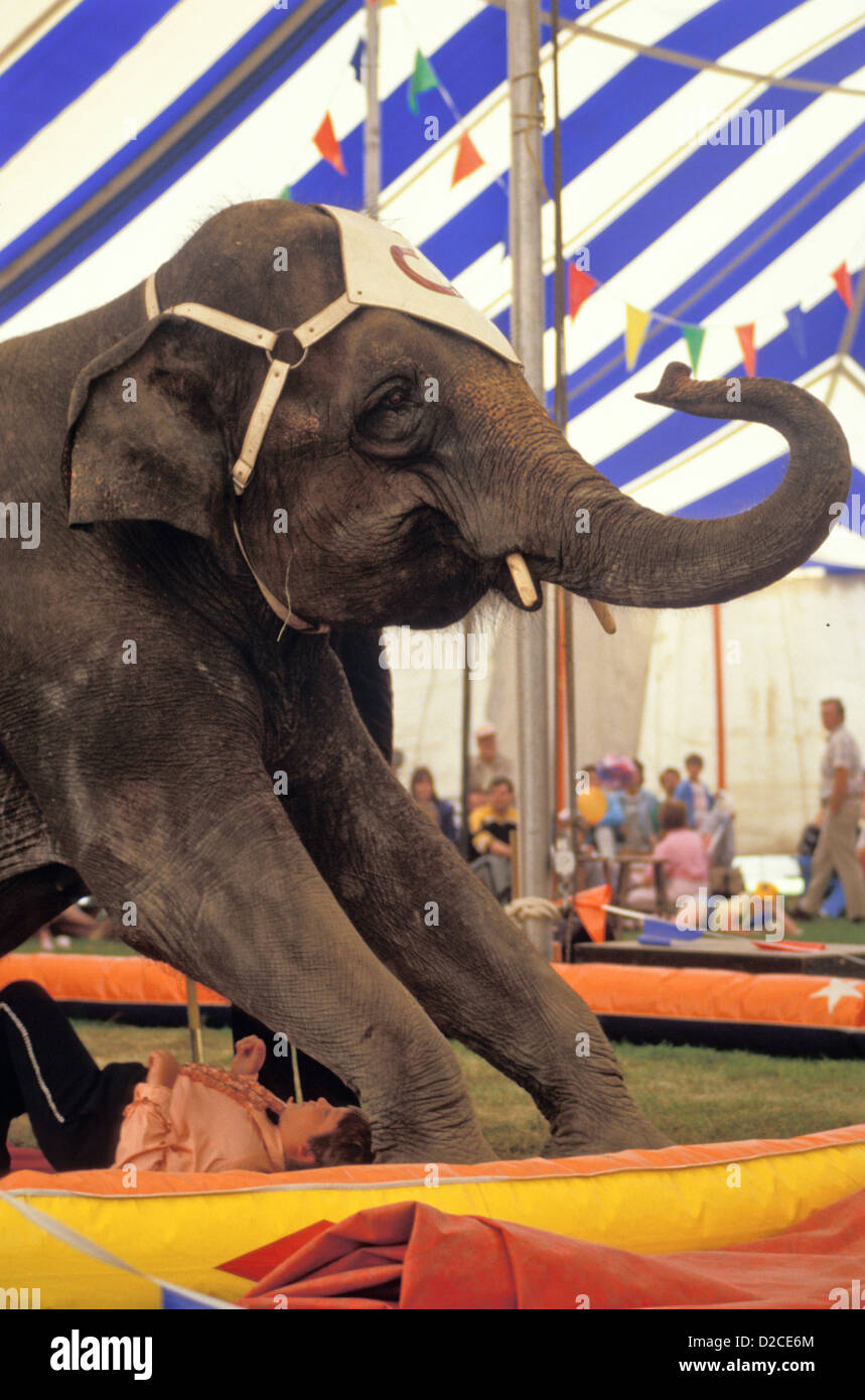 Elephant entertainment hi-res stock photography and images - Alamy