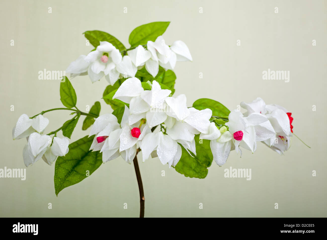 Clerodendron thomsoniae flowers. Flowering plant in the genus ...