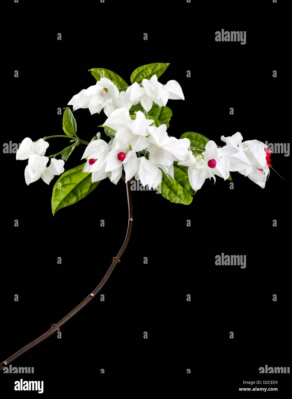 Clerodendron High Resolution Stock Photography and Images - Alamy