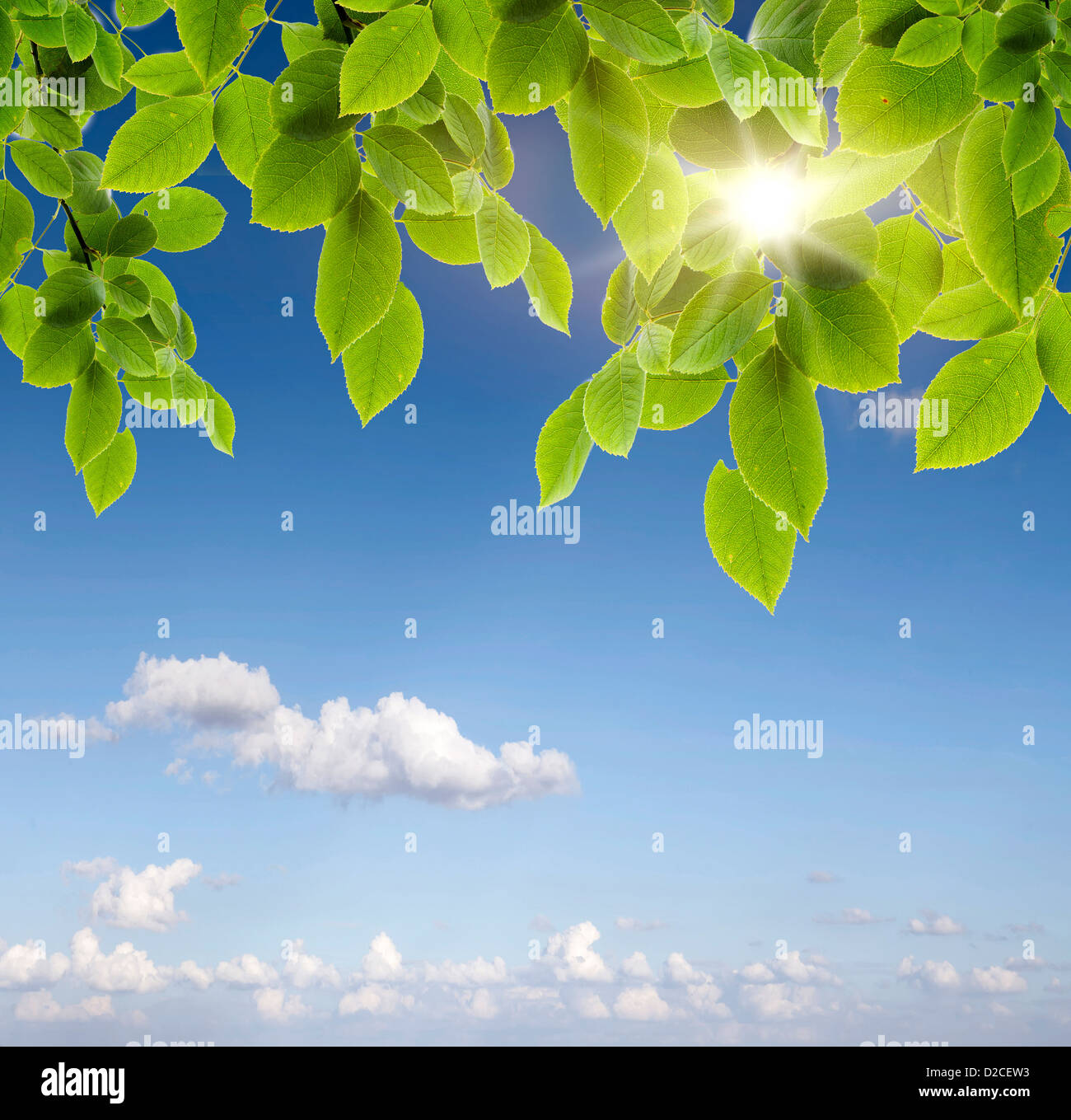 Green leaves and sun Stock Photo - Alamy