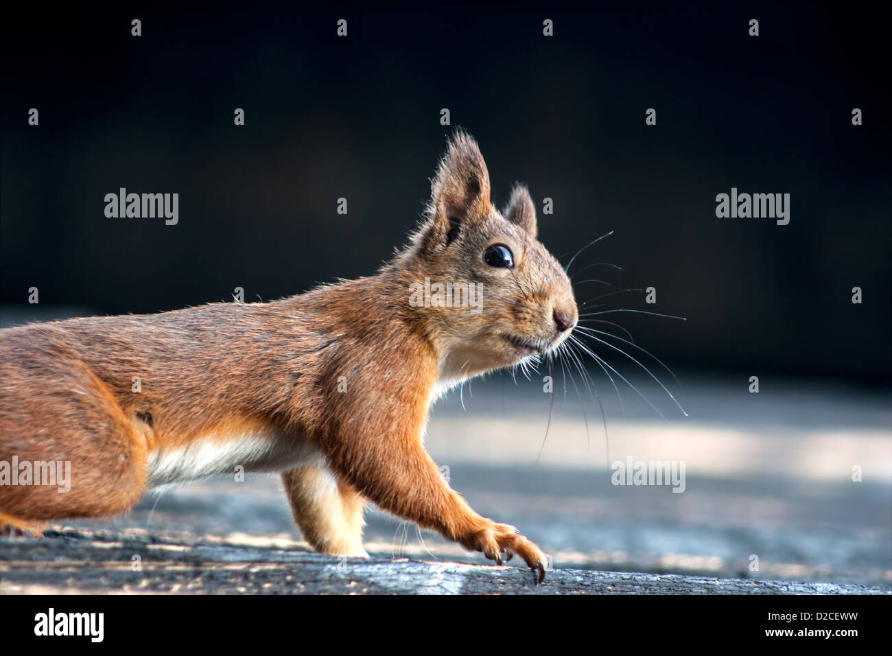 Wild red orange squirrel look in the eyes Stock Photo - Alamy