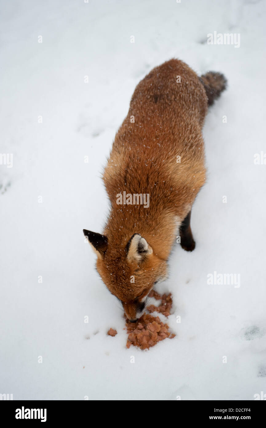 London, UK. Sunday 20th 2013. Red fox eating food scraps in a suburban ...