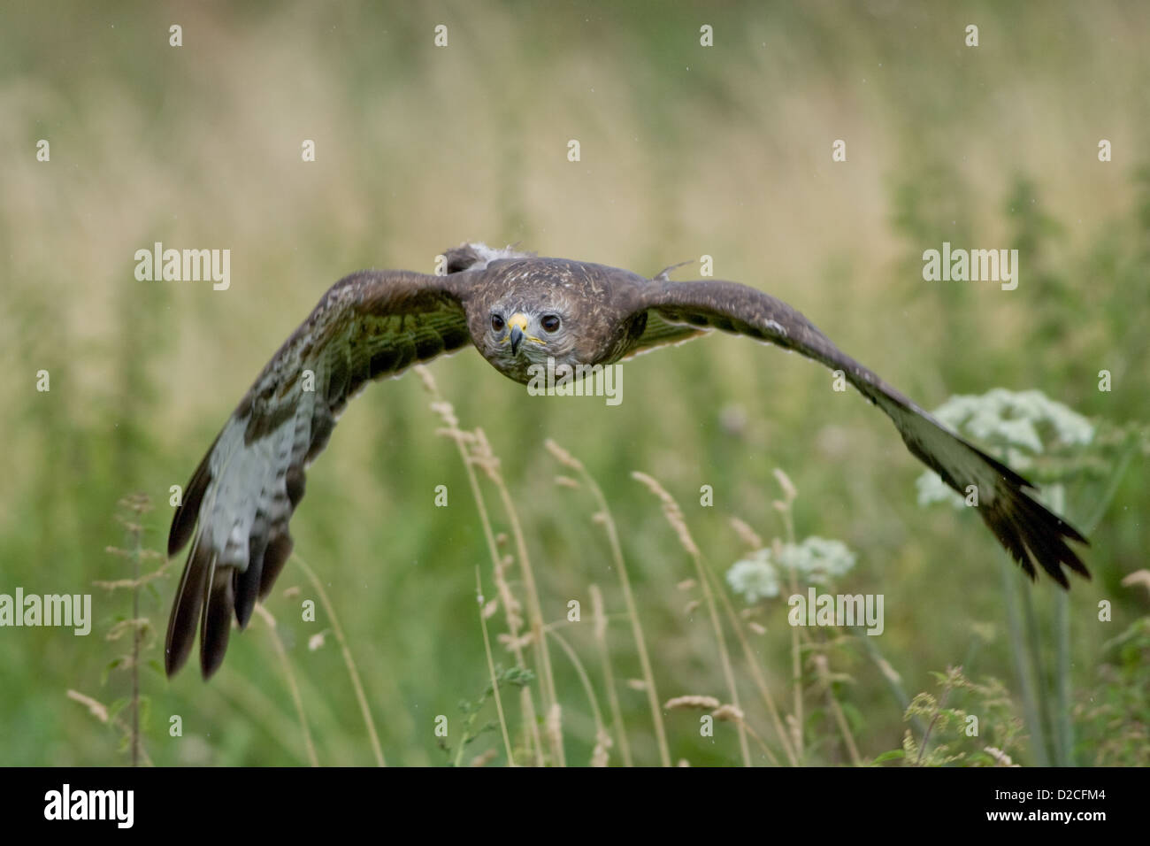 Buzzard flying hi-res stock photography and images - Alamy