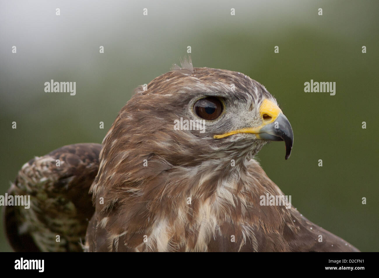 Captive Buteo Buteo Buzzard Common Buzzard High Resolution Stock ...