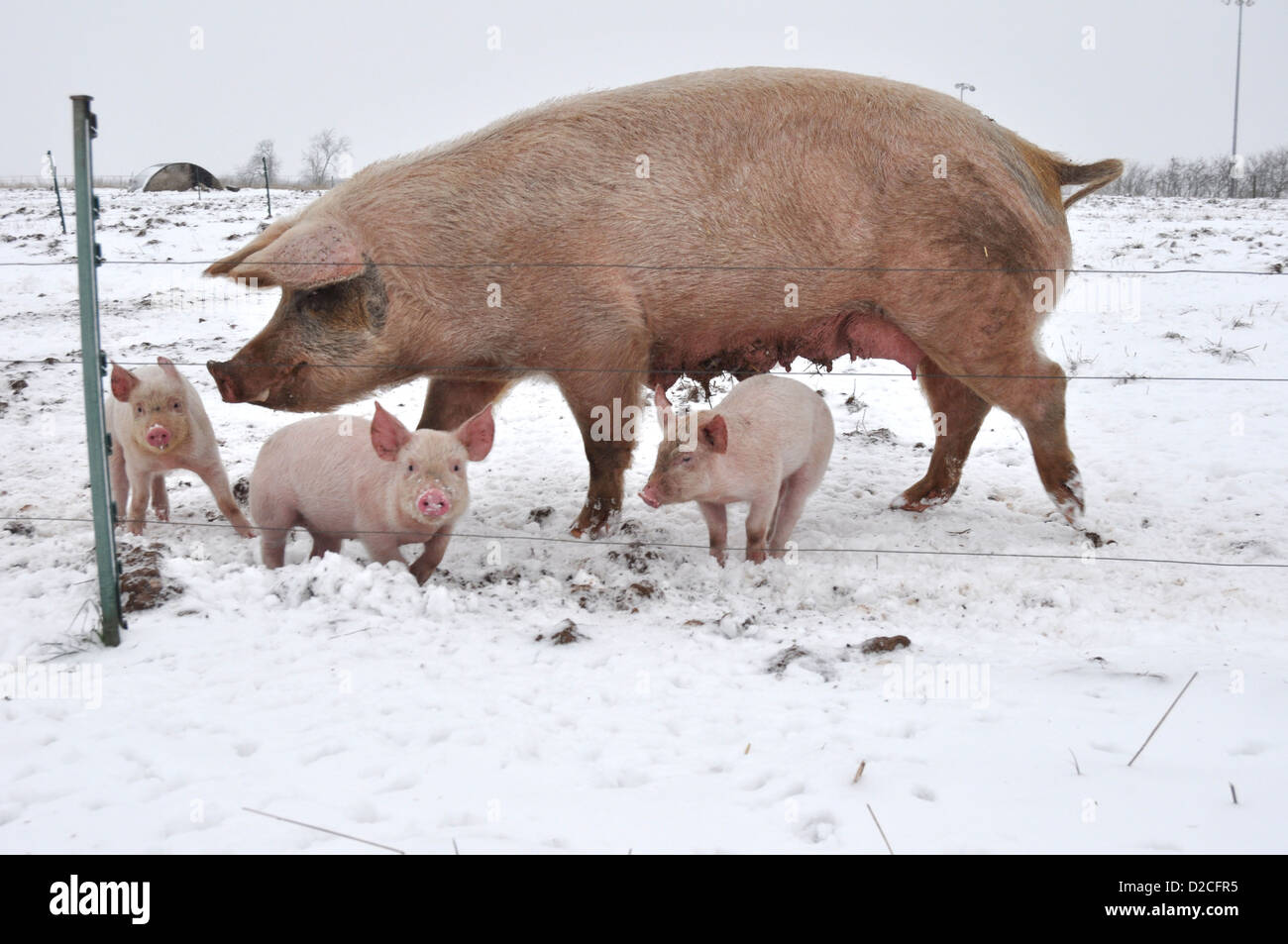 Farm pigs in snow hi-res stock photography and images - Alamy