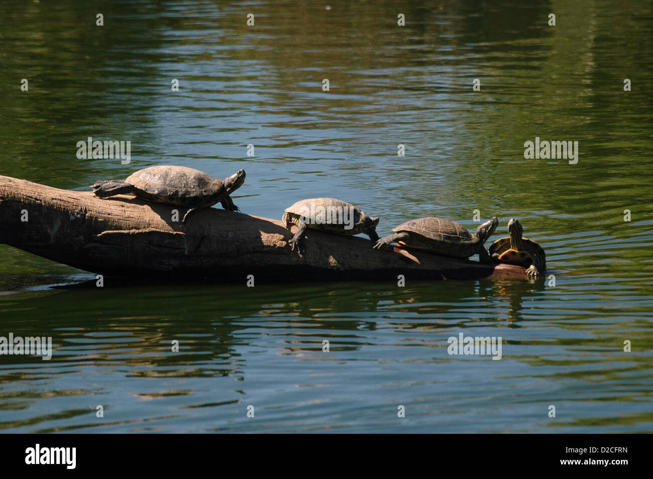 Terrapins freshwater turtles Stock Photo - Alamy