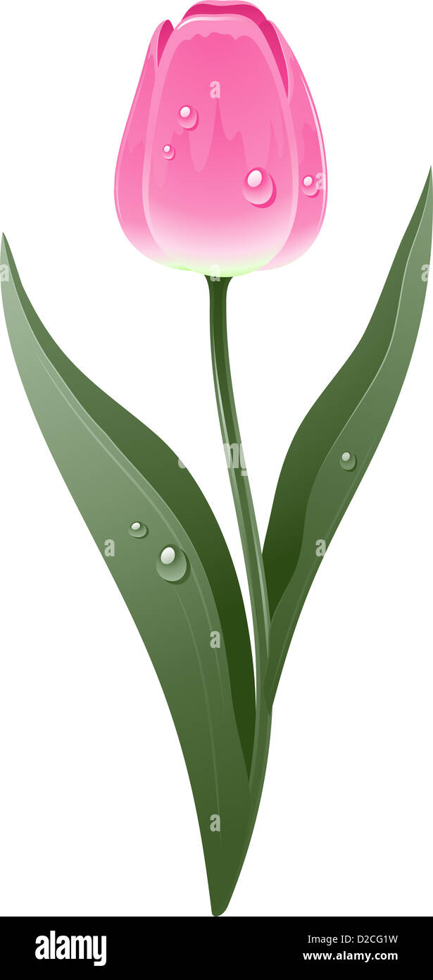 Dutch Tulip Drawing Clipart