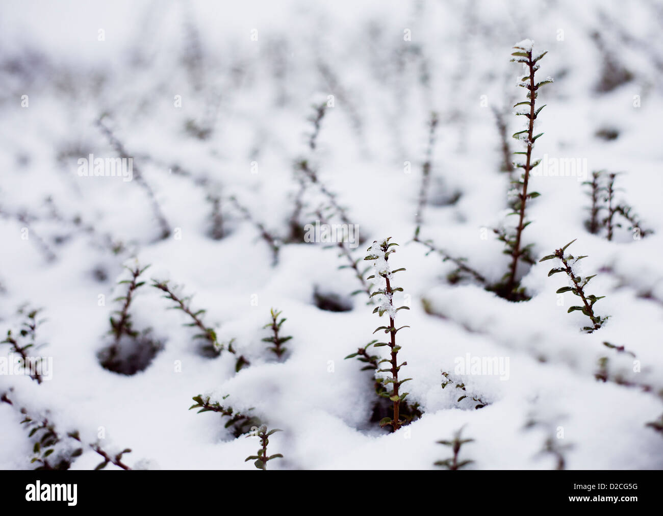 Bush deep hi-res stock photography and images - Alamy