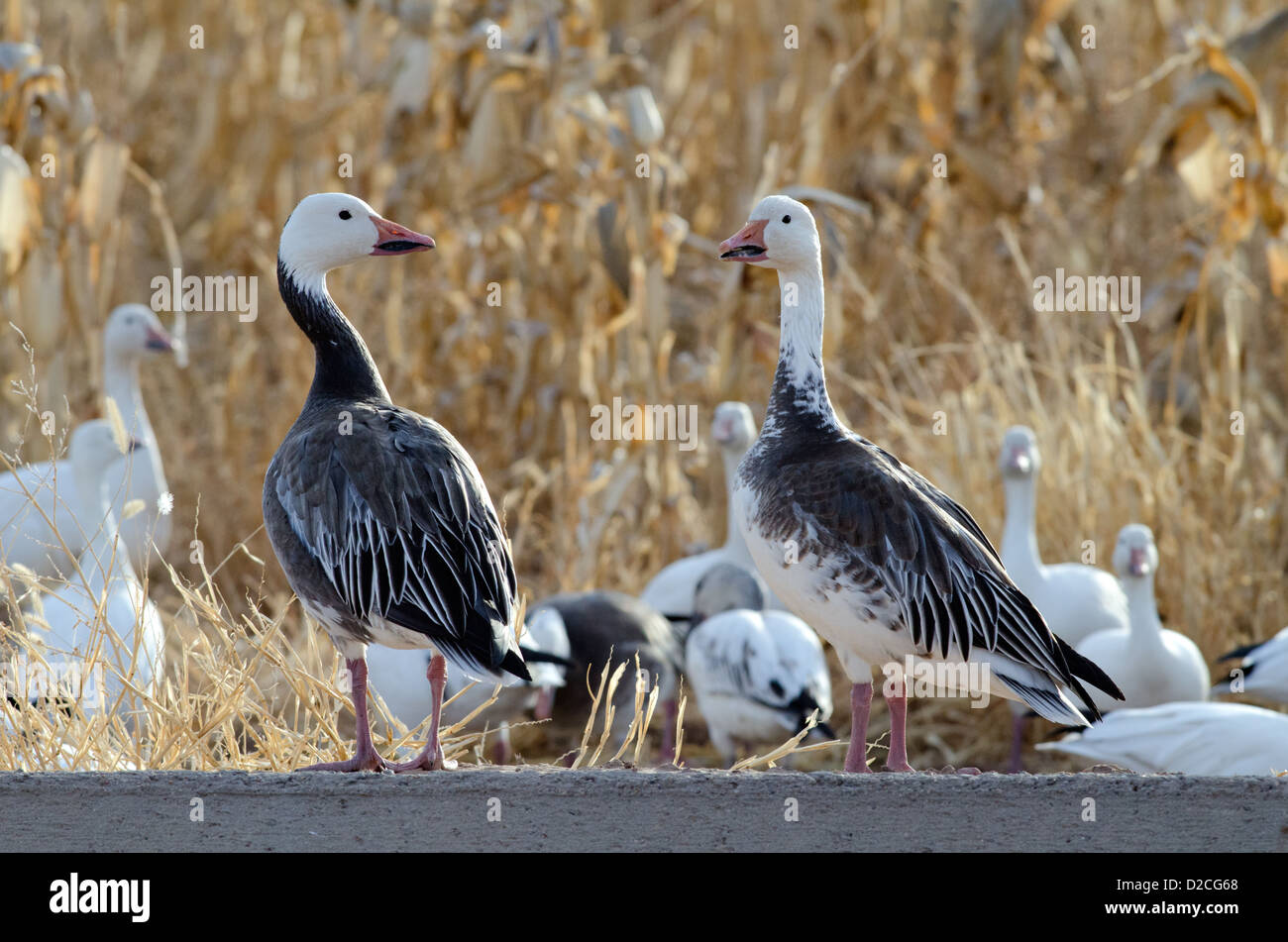 Blue Phase Snow Geese, (Chen hyperborea), Bosque del Apache National ...