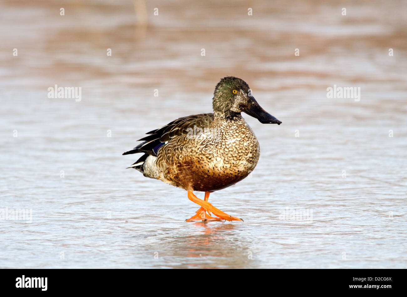 Male in eclipse hi-res stock photography and images - Alamy