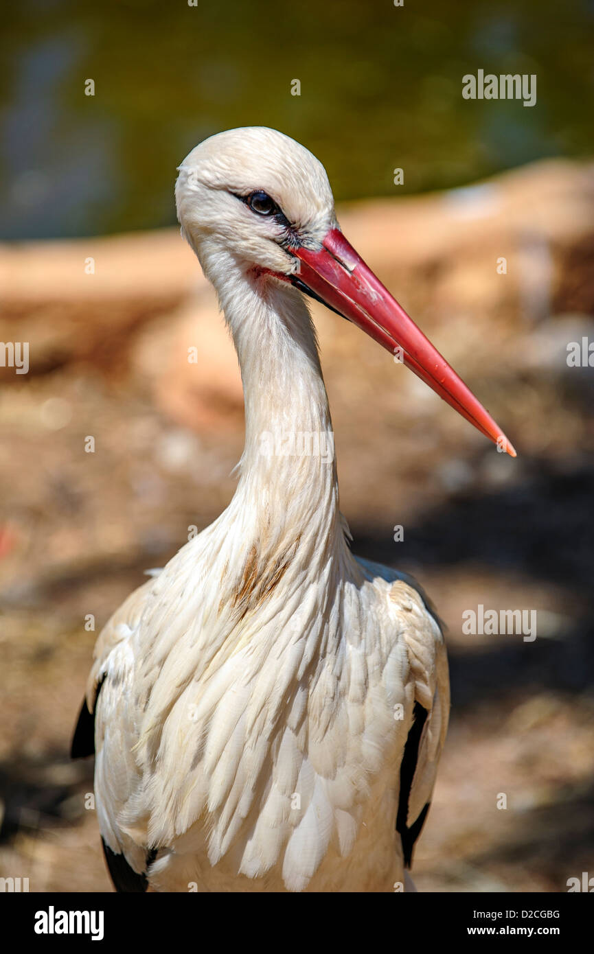 Closeup view of white stork Stock Photo - Alamy