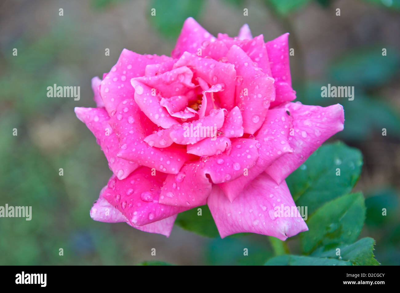 pink rose in the garden Stock Photo - Alamy