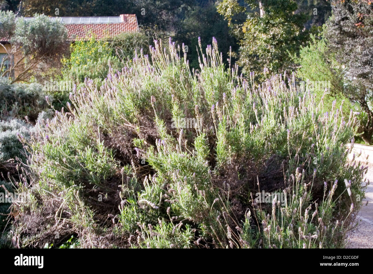 Lavender bush garden hi-res stock photography and images - Alamy