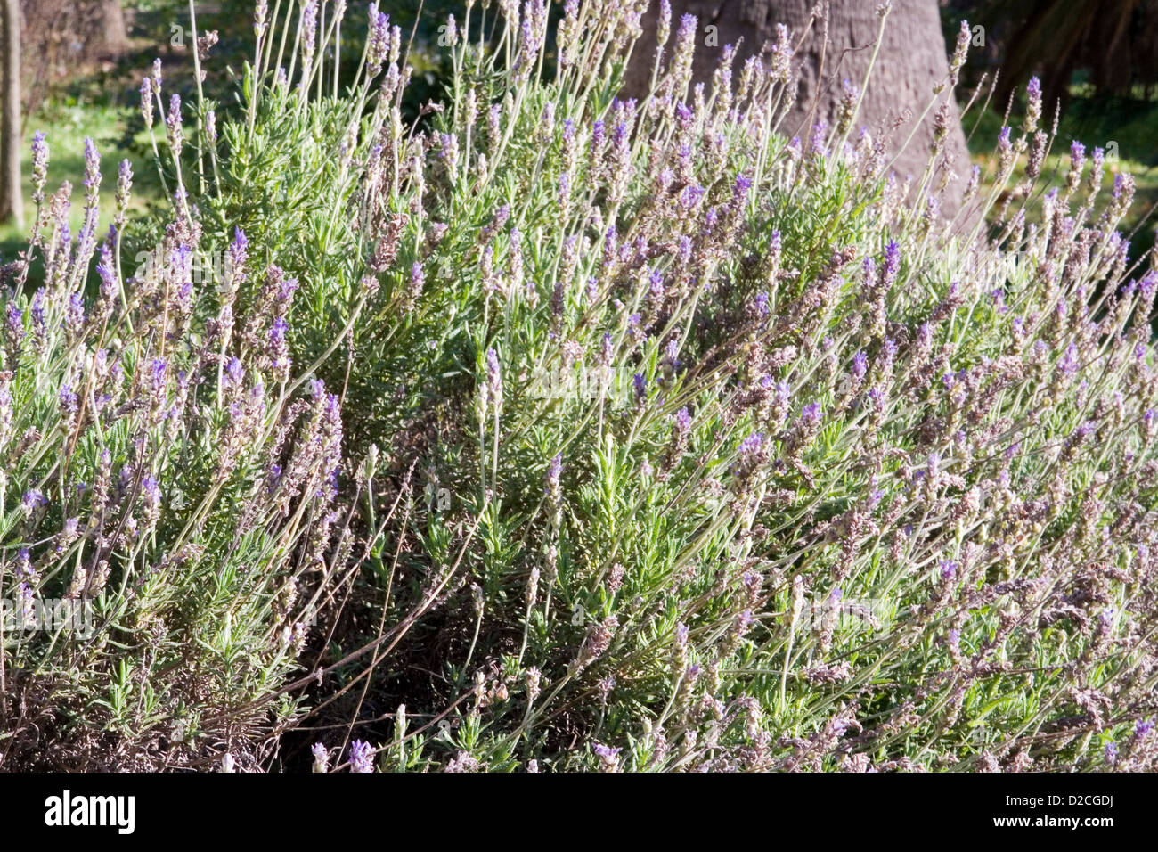 Lavender bush hi-res stock photography and images - Alamy