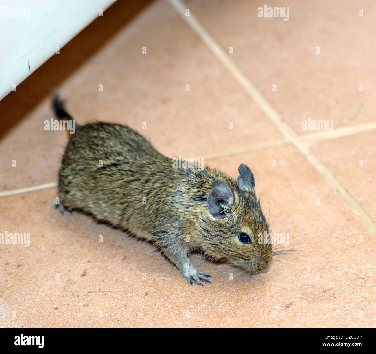 Rat running hi-res stock photography and images - Alamy