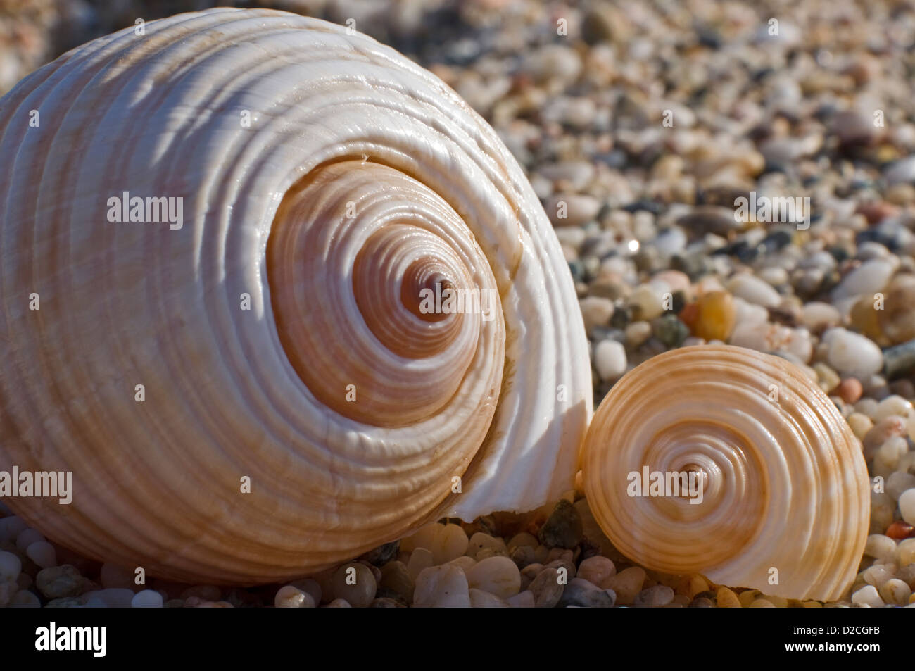 Two shells of Giant Tun snails (Tonna galea) on pebble beach Stock ...