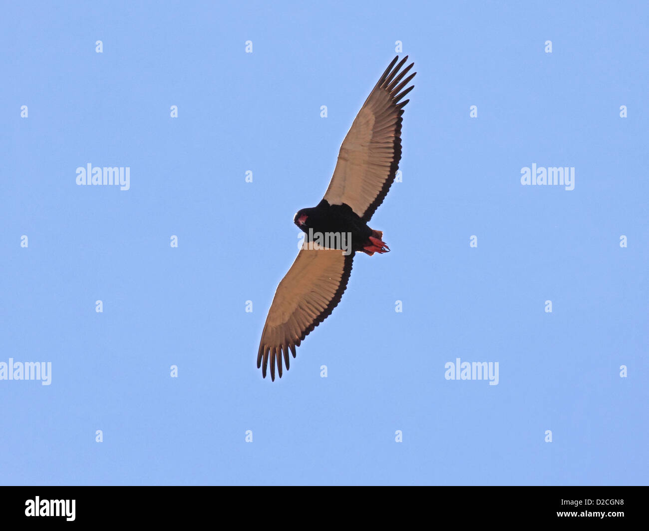 Bataleur eagle hi-res stock photography and images - Alamy